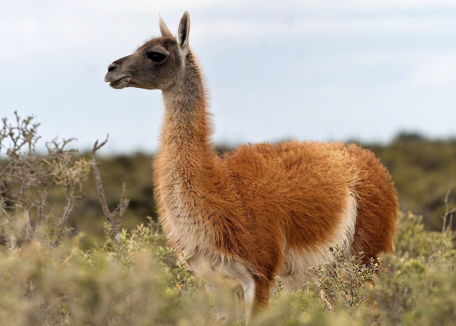 Un pariente del camello en Sudamérica: cuatro datos sobre el guanaco ...